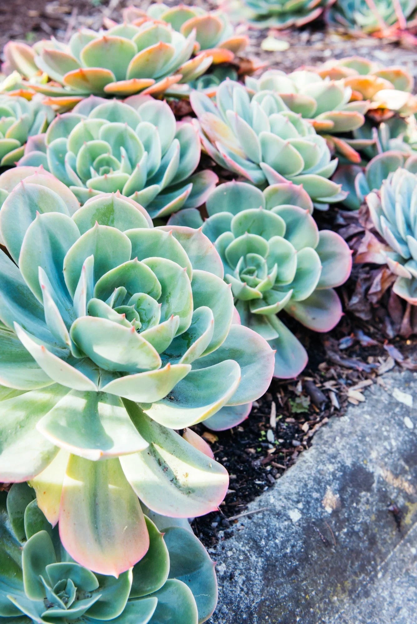 Best Plants – Planti Store